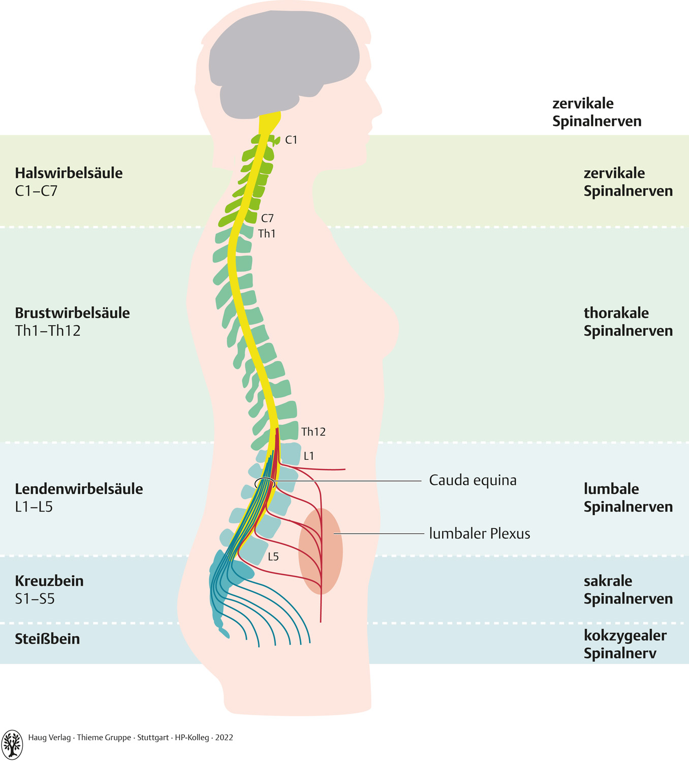 Das Nervensystem - Wissen für Heilpraktiker – Heilpraktiker Kolleg